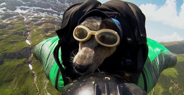 Paracaidista se lanza con su perro a casi 4 mil metros de altura ...