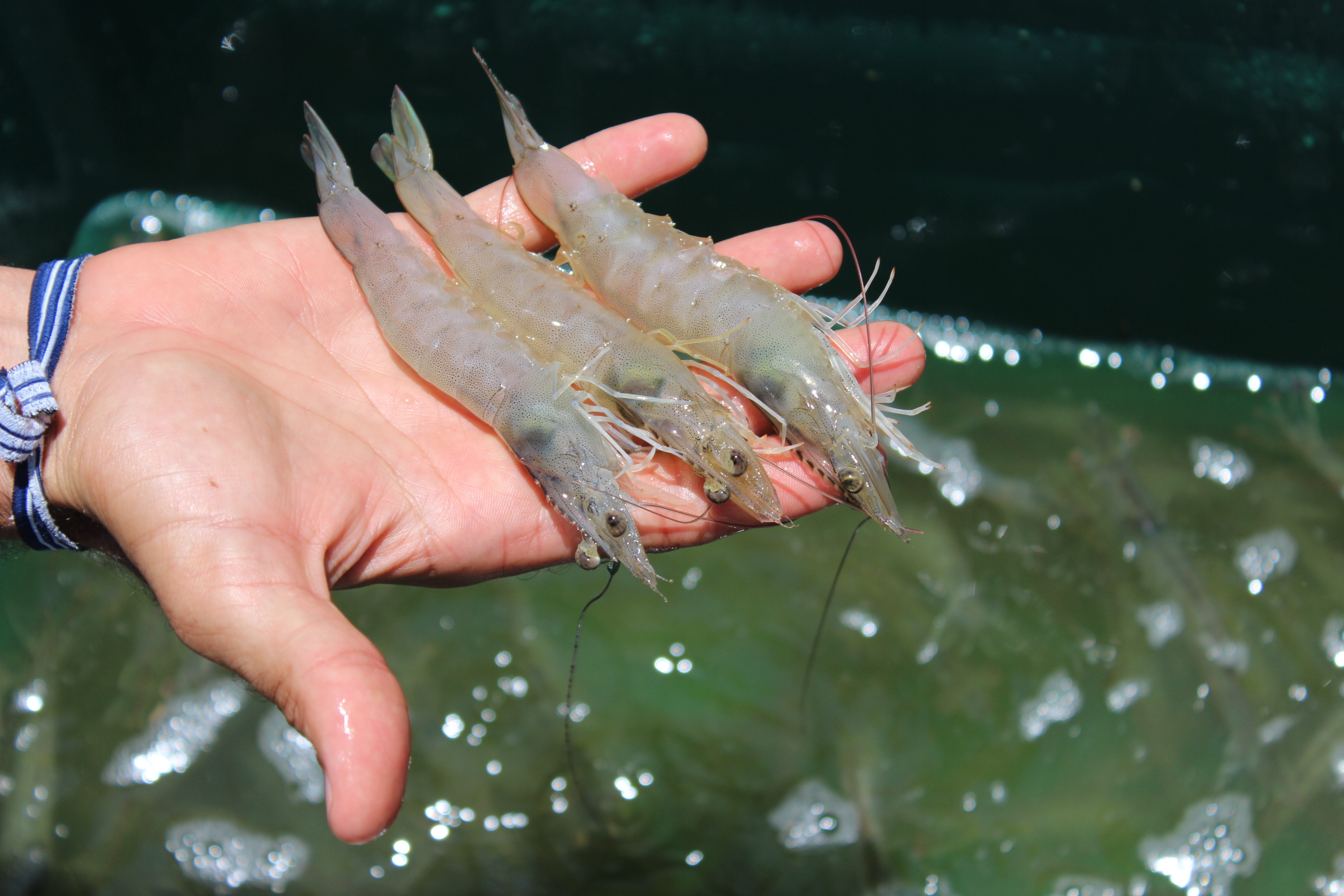 Tecnología de punta en la producción de camarón y papaya Colimense ...